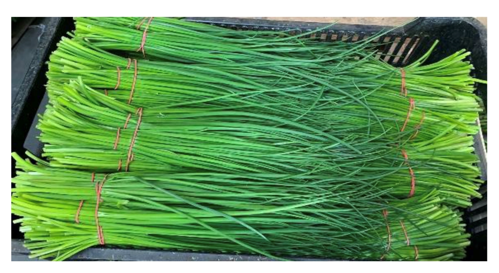 Spring Onion £/box. Jolly Grocer